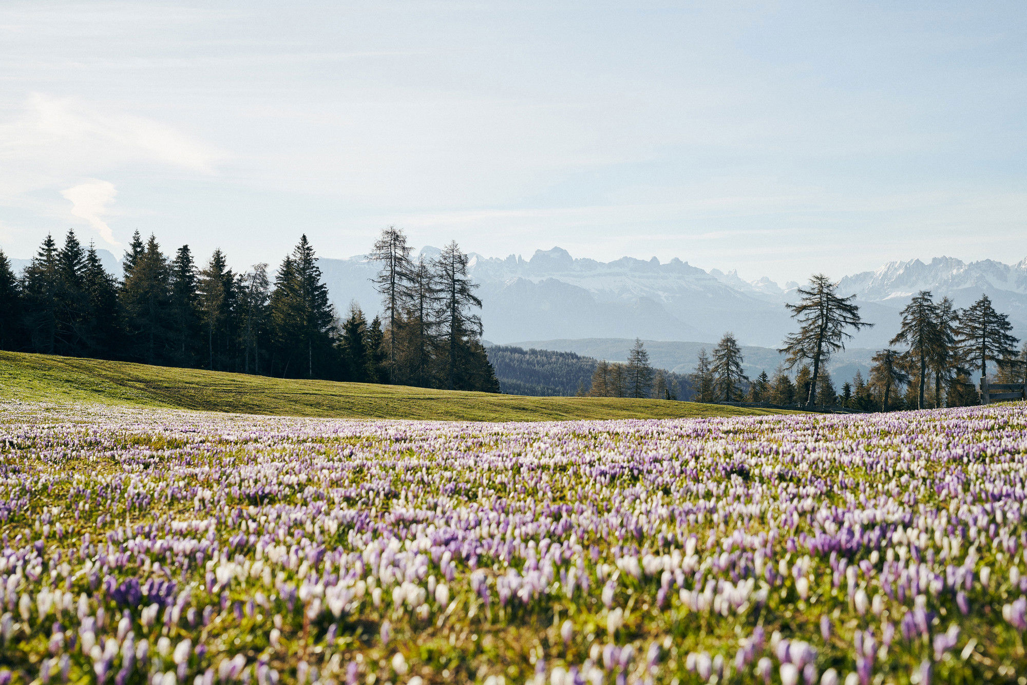 Spring in South Tyrol | Apple blossom & speciality weeks
