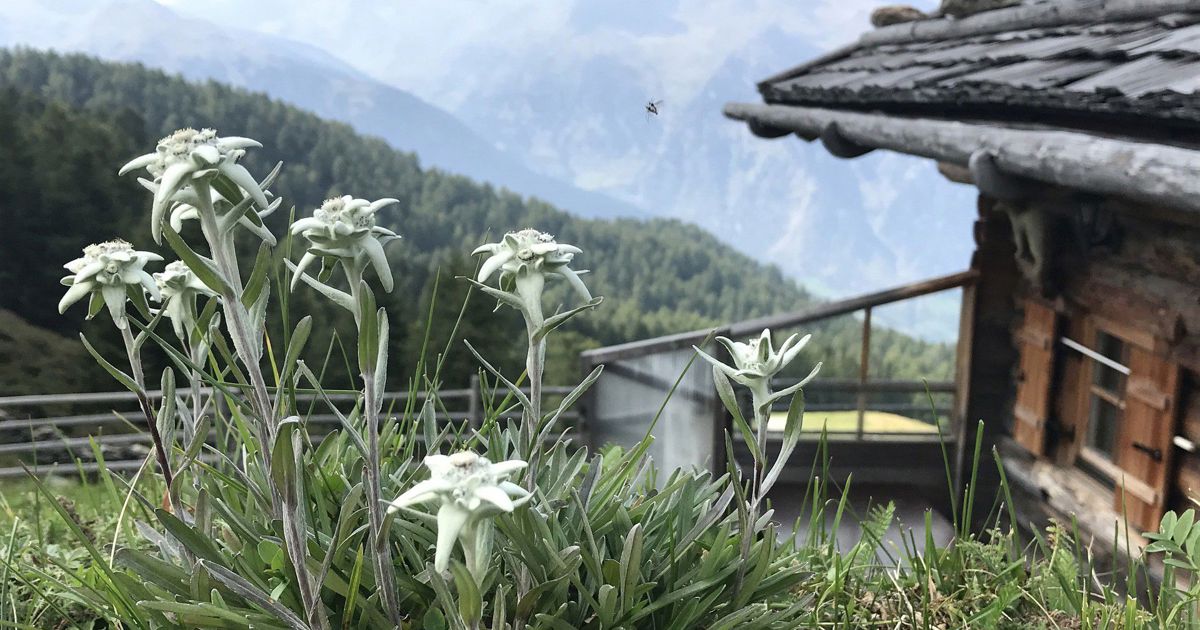 3 famous alpine flowers | South Tyrol Blog